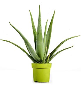 En İyi 10 Ev Bitkisi (En Faydalı Ev Bitkileri!) - buldumZ