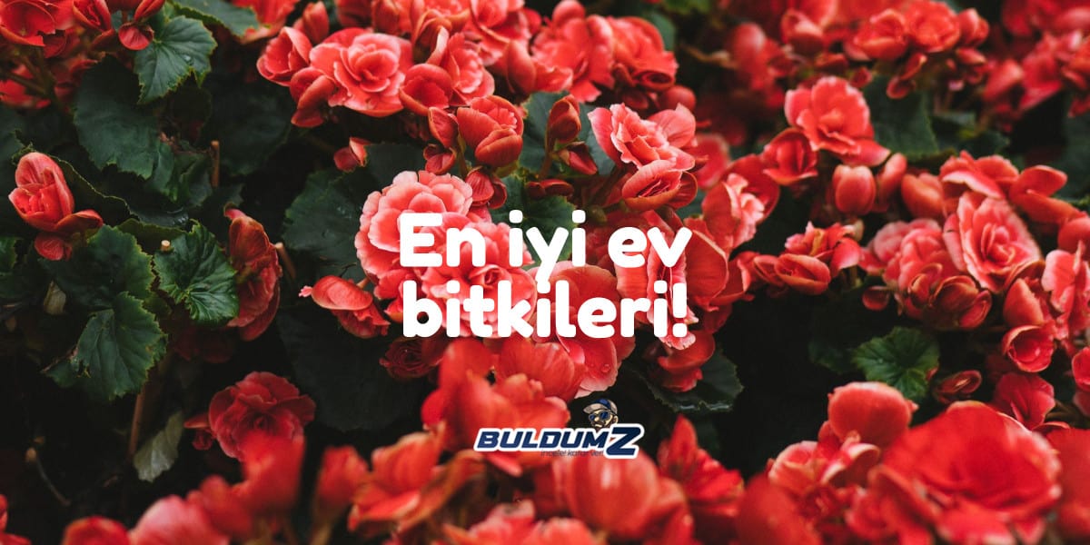 En İyi 10 Ev Bitkisi (En Faydalı Ev Bitkileri!) - buldumZ