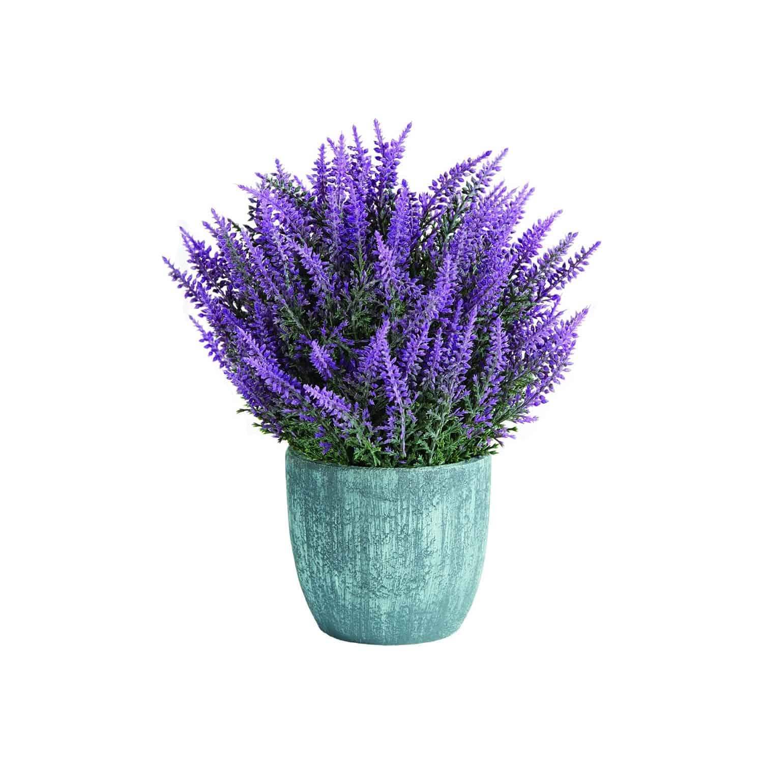 En İyi 10 Ev Bitkisi (En Faydalı Ev Bitkileri!) - buldumZ