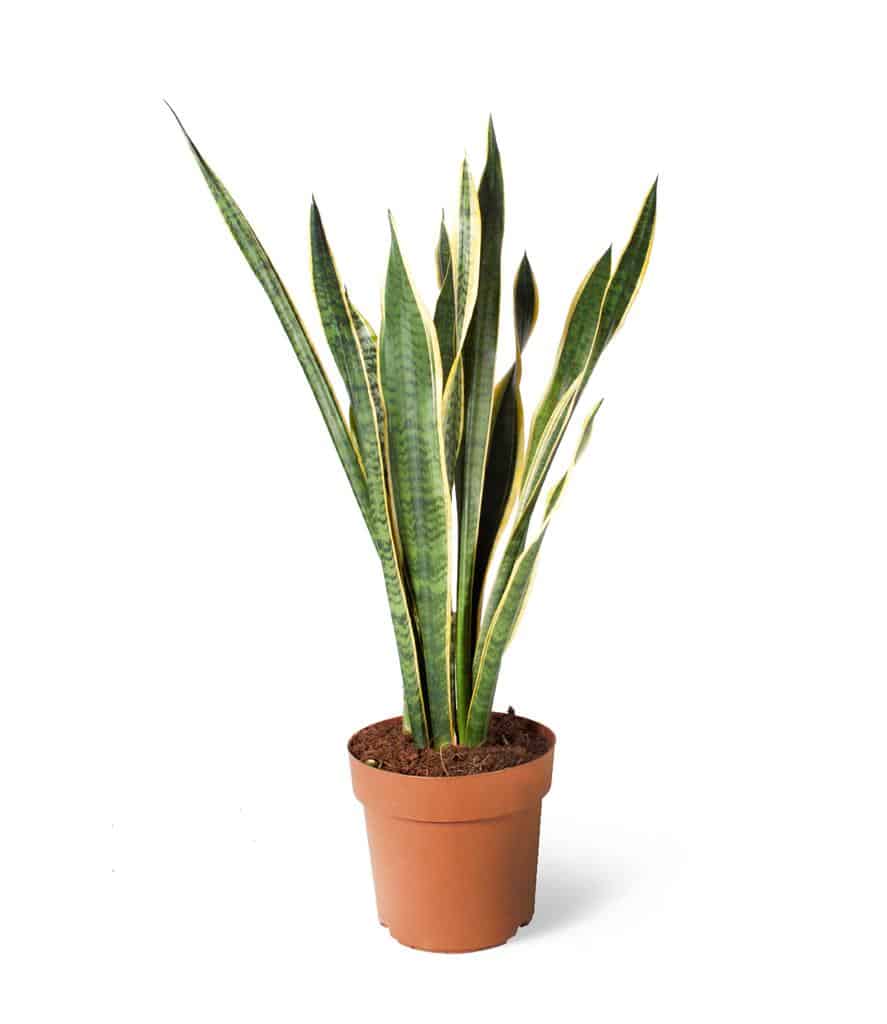 En İyi 10 Ev Bitkisi (En Faydalı Ev Bitkileri!) - buldumZ