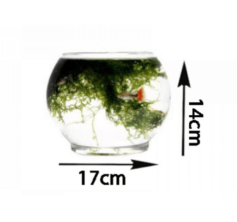 En İyi 9 Fanus (En Kaliteli Fanuslar!) - buldumZ